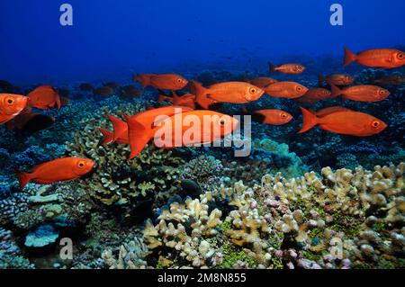 Bigeyes (Priacanthidae) over hard corals in Fakarava, South Seas ...