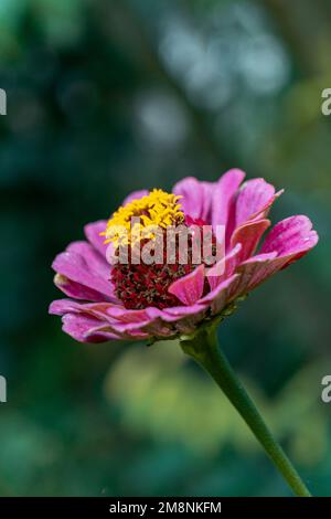 A vertical closeup of a common Zinnia flower in orange color on an ...
