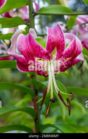 USA, Washington, Bellevue, Lily (Large format sizes available Stock ...