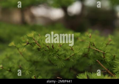 Small japanese larch tree close up, shallow focus Stock Photo - Alamy