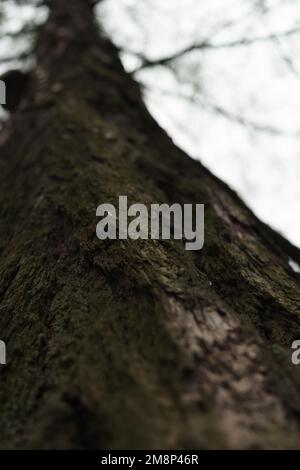 Closeup photo of larch tree trunk, shallow focus Stock Photo - Alamy