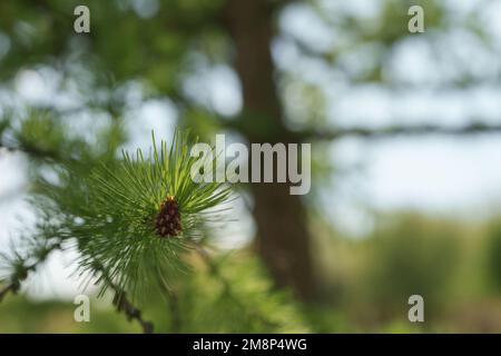 Closeup larch tree blossom in spring, shallow focus Stock Photo - Alamy