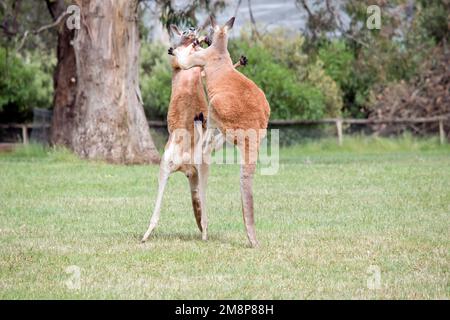 the two male kangaroos are fighting over who will end up mating with ...
