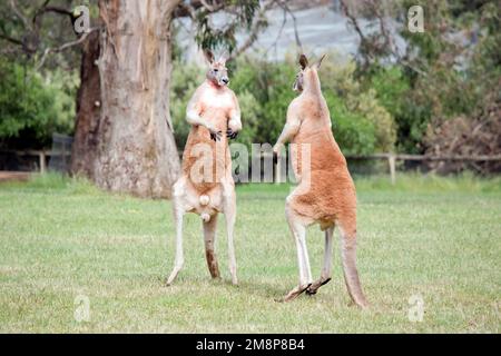 the two male kangaroos are fighting over who will end up mating with ...