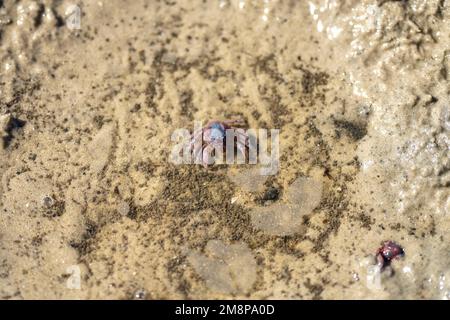 Tasmanian burrowing Southern Soldier crab on a beach close up in ...