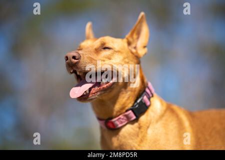 kelpie panting after a run in the bush in australia in summer Stock ...