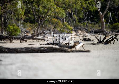gum tree roots exposed from erosion on the beach Stock Photo - Alamy