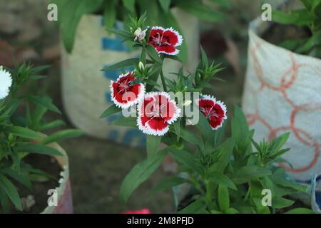 Close up of some beautiful Dianthus Baby Doll ( Dianthus Chinensis ...