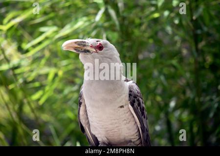 the channel bill cuckoo has a red eyering and enormous pale beak. A ...