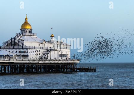 Murmuration of Starlings, over Eastbourne Pier. Large numbers of ...
