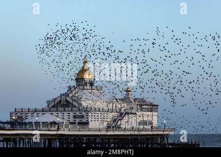 Murmuration of Starlings, over Eastbourne Pier. Large numbers of ...