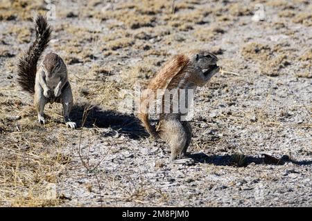 Small African bush squirrels in Etosha National Park Stock Photo - Alamy