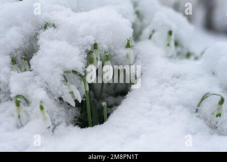Snowdrops in deep snow. Latin name Leucojum vernum Stock Photo - Alamy