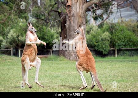 the two male kangaroos are fighting over who will end up mating with ...