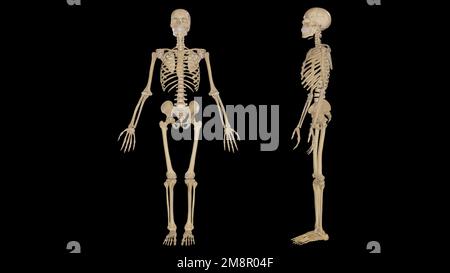 Lateral View of Appendicular Skeleton Stock Photo - Alamy
