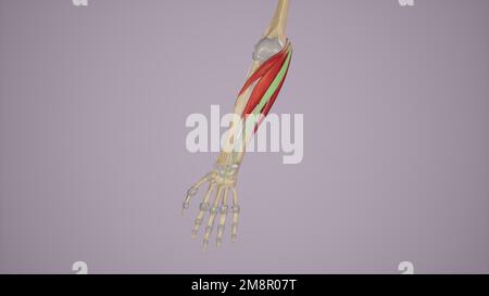 Forearm Muscles-Palmaris Longus Illustration Stock Photo - Alamy