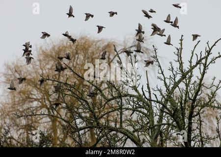 Neuhausen, Germany. 15th Jan, 2023. Starlings sitting in an apple tree ...