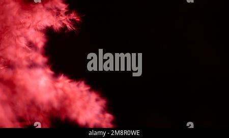 Red pampas grass on a black background. Bright, red, contrast, soft ...