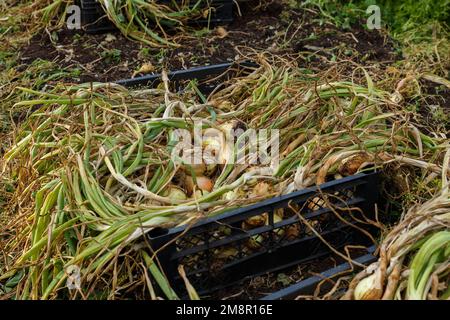 Onions with green leaves laid out for drying in a black plastic ...