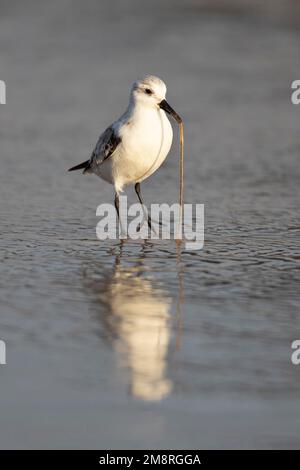 A sanderling wading bird hunting for worms on a Norfolk beach in ...