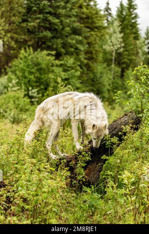 Wolf in the Canadian wilderness Stock Photo - Alamy