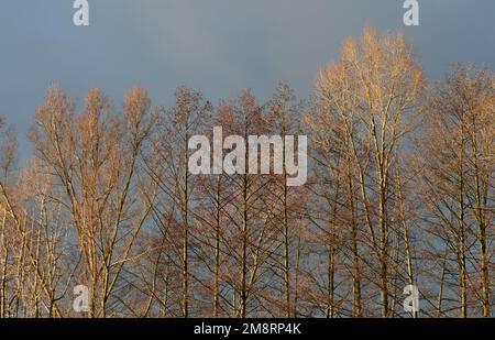 row of treetops enlightened in warm eventing light against a sky in ...