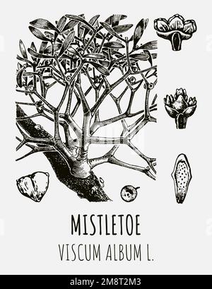 Drawings of MISTLETOE. Hand drawn illustration. Latin name VISCUM ALBUM ...
