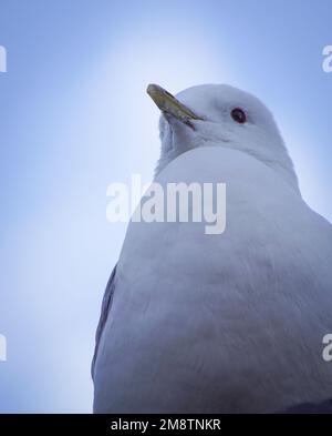 Low angle view of of seagull against blue sky Stock Photo - Alamy