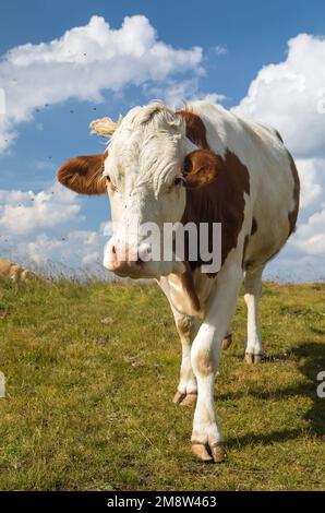 cow in latin bos primigenius taurus, on Alps Dolomities mountains ...
