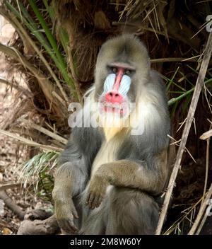 the male mandrill is sitting on the edge of a rock Stock Photo - Alamy