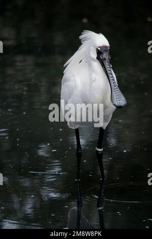 the royal spoonbill is a large white Australian bird with a black legs ...