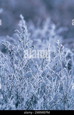 Macro Winter brunch dry plants frost outdoor frozen snow natural ...