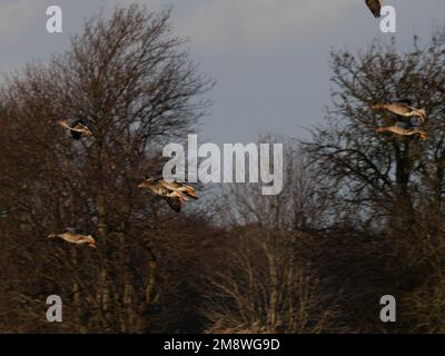 A group of gray geese flies in front of trees during bird flight in ...