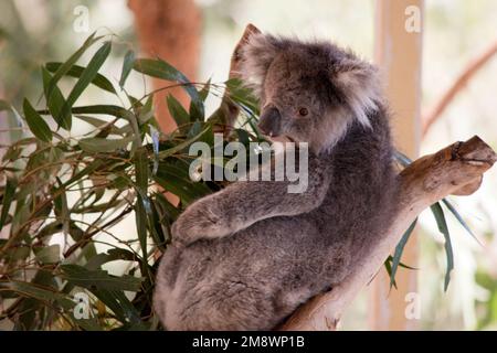 the koala ia an Australian marsupial with grey tan fur and white fluffy ...