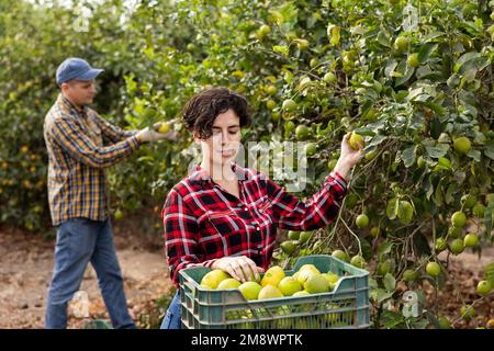 Delighted farmers picking lemons in fruit farm Stock Photo - Alamy