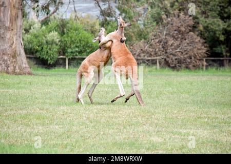 the two male kangaroos are fighting over who will end up mating with ...