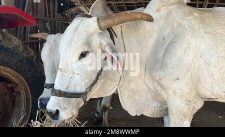 two White ox eating in a barn Stock Photo - Alamy
