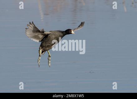 American coot (Fulica americana) flying over lake, Brazos Bend State ...