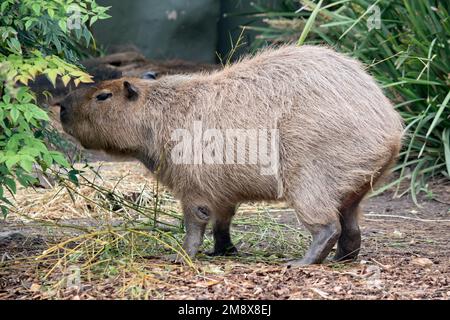 this is a side view of a capybara eating leaves Stock Photo - Alamy