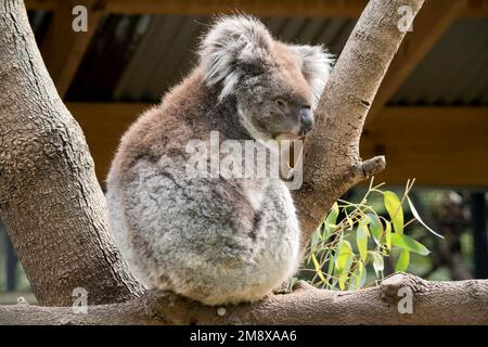 Koalas have large round head, big furry ears and big black nose. Their ...