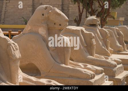 Phinx alley, ram-headed sphinxes in front of the 1st pylon, Karnak ...
