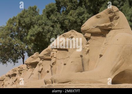 Phinx alley, ram-headed sphinxes in front of the 1st pylon, Karnak ...