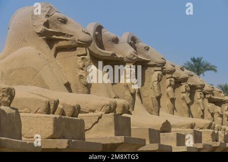 Phinx alley, ram-headed sphinxes in front of the 1st pylon, Karnak ...