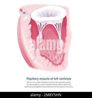 Illustration of the Heart and left ventricle. This anterior view ...