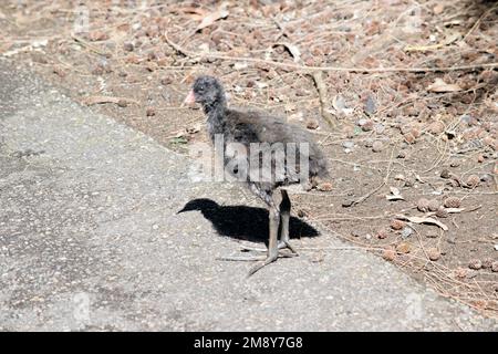 the dusky moorhen chick is all grey with the beak is orange and yellow ...