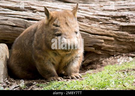 Wombats are marsupials with brown, tan or grey fur and from their ...