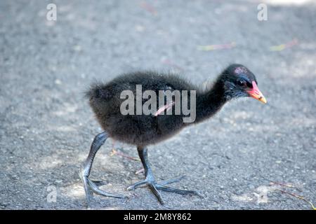 the dusky moorhen chick is all grey with the beak is orange and yellow ...