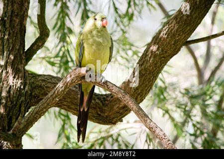 the female regent parrot has a light green body with a orange beak ...