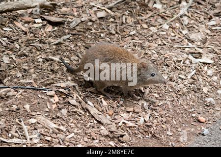 the long nosed potoroo is a small marsupial, it is grey and brown with ...