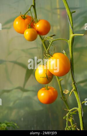 Yellow tomatoes of varying ripeness grow in a polycarbonate greenhouse ...
